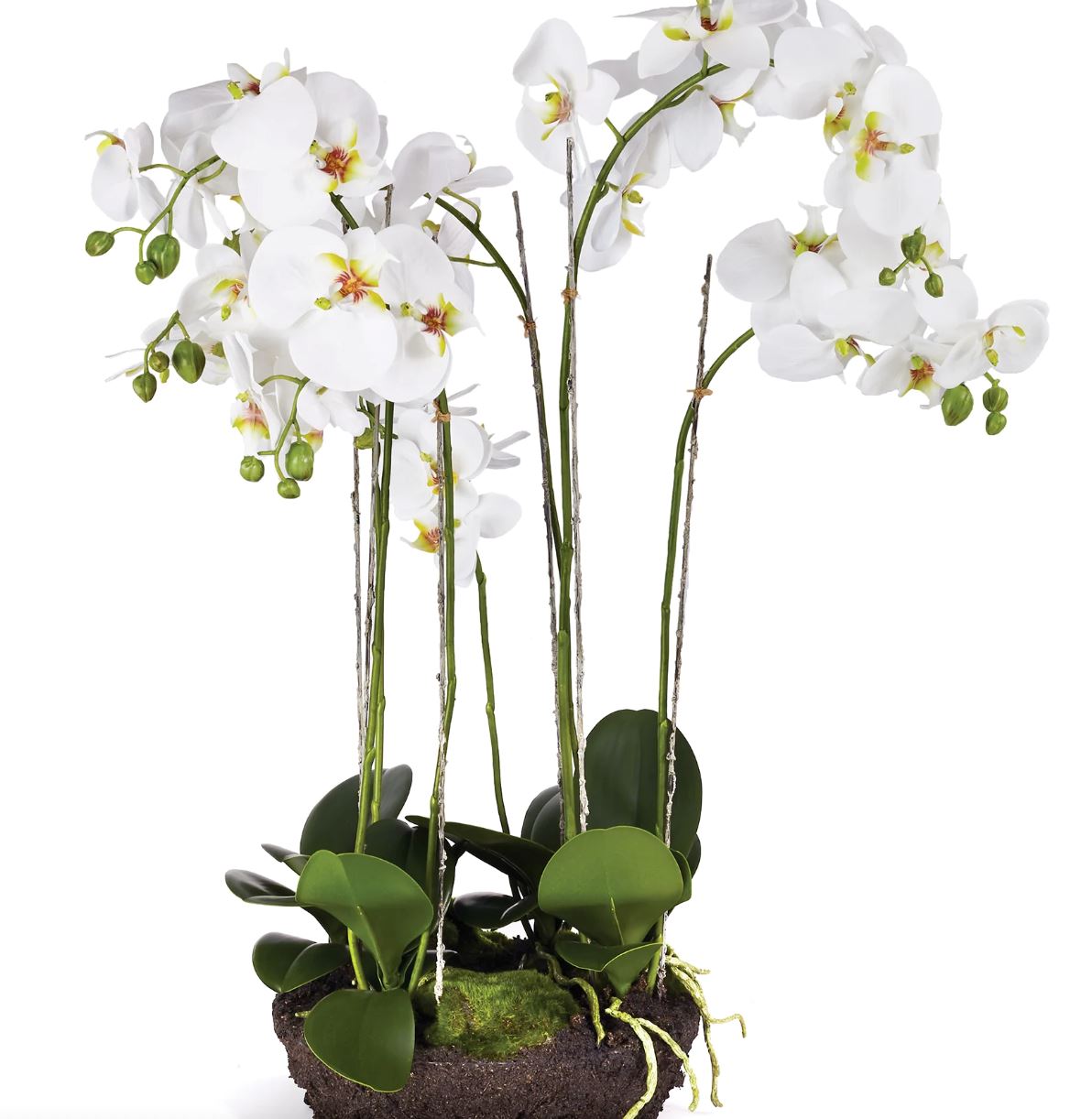 Phalaenopsis Orchid Drop-In 31.5" – The Horseshoe Crab